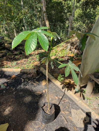 Mano de Oso – Cañabrava Vivero